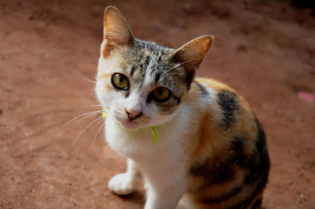 Photographie de Chat avec Smartphone ou Appareil Photo: 22 Conseils et ...